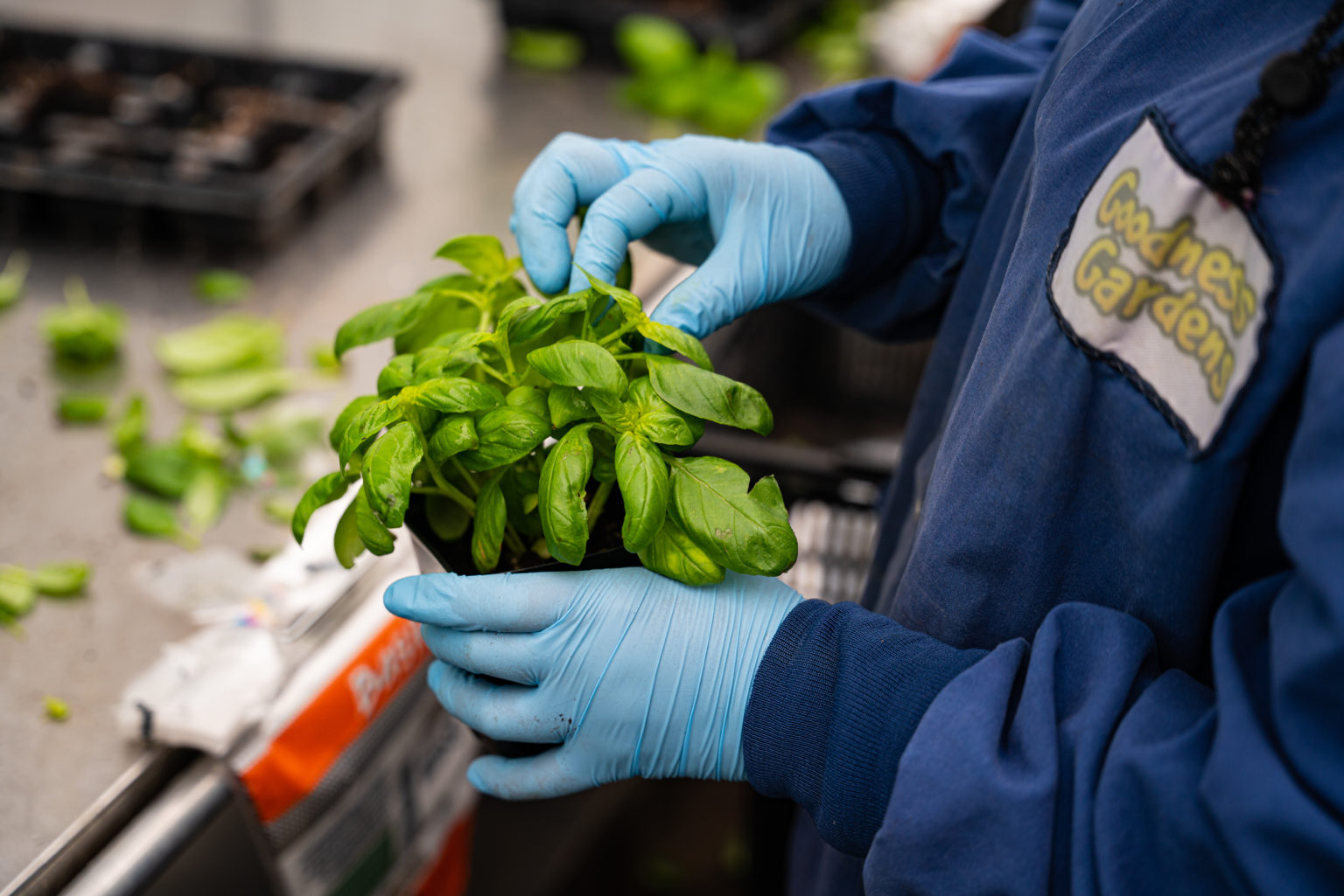 Goodness Gardens - Prospiant