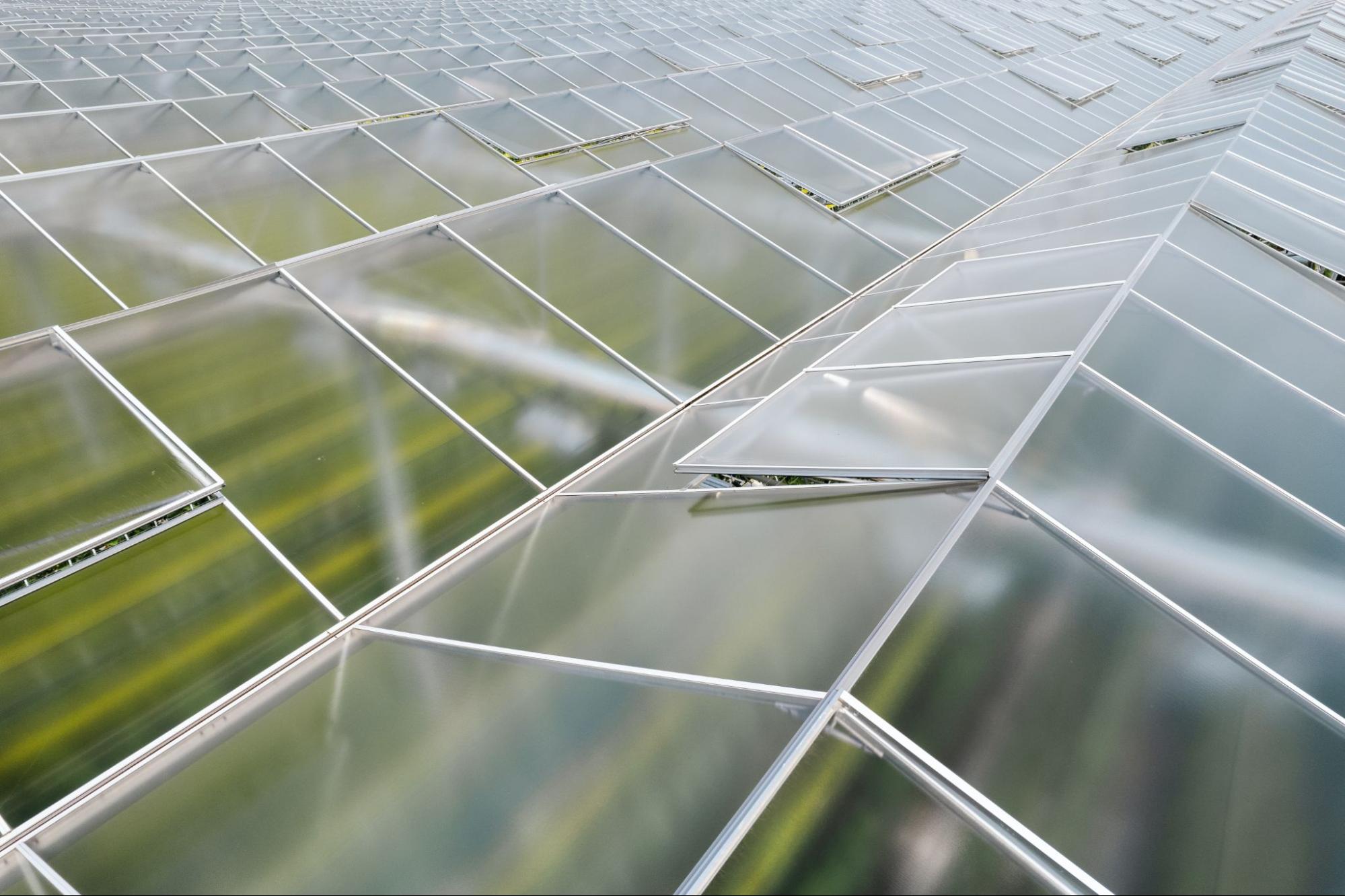 Industrial Greenhouse With Automation Technology | Prospiant