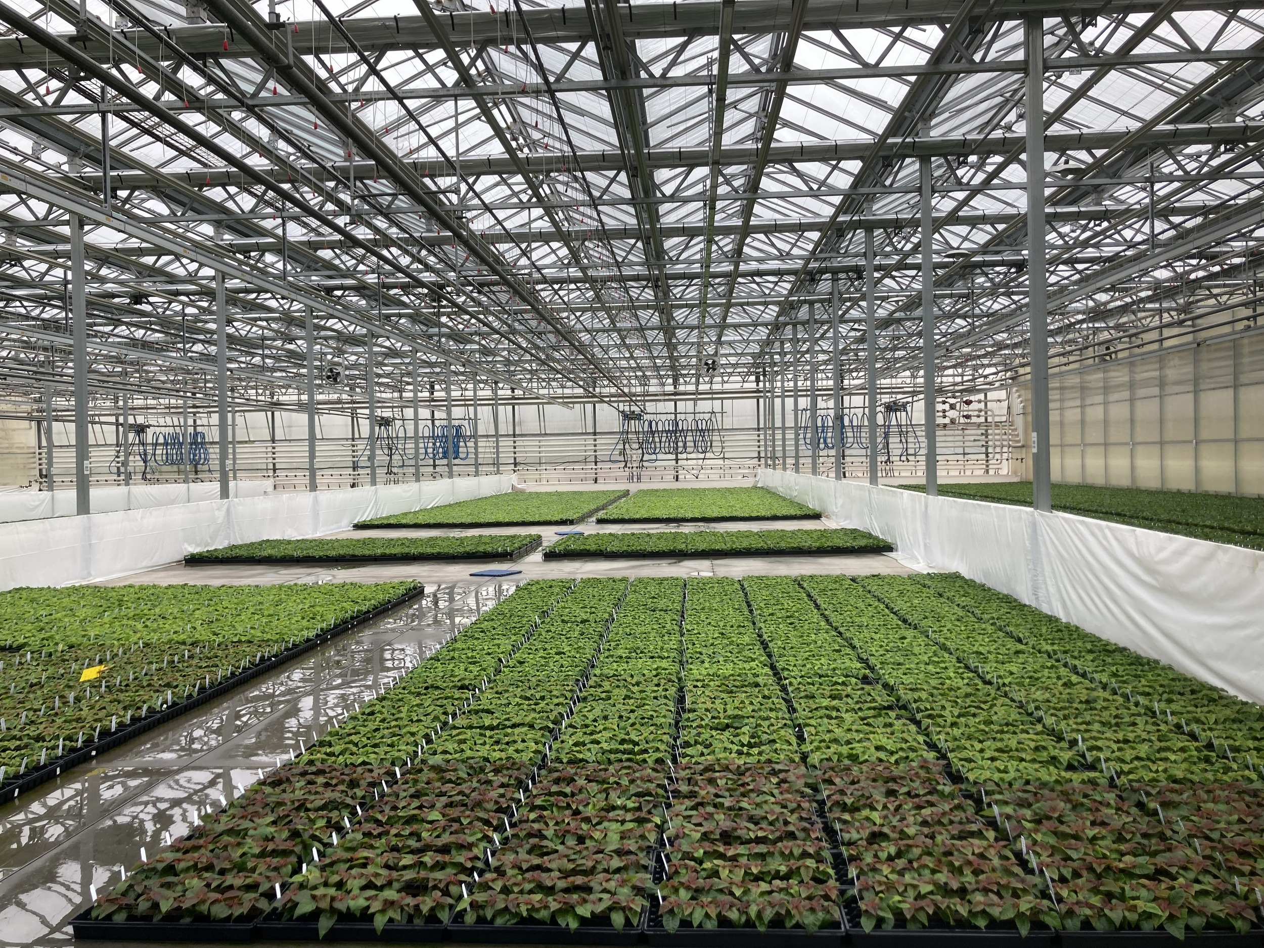 Types Of Greenhouse Flooring