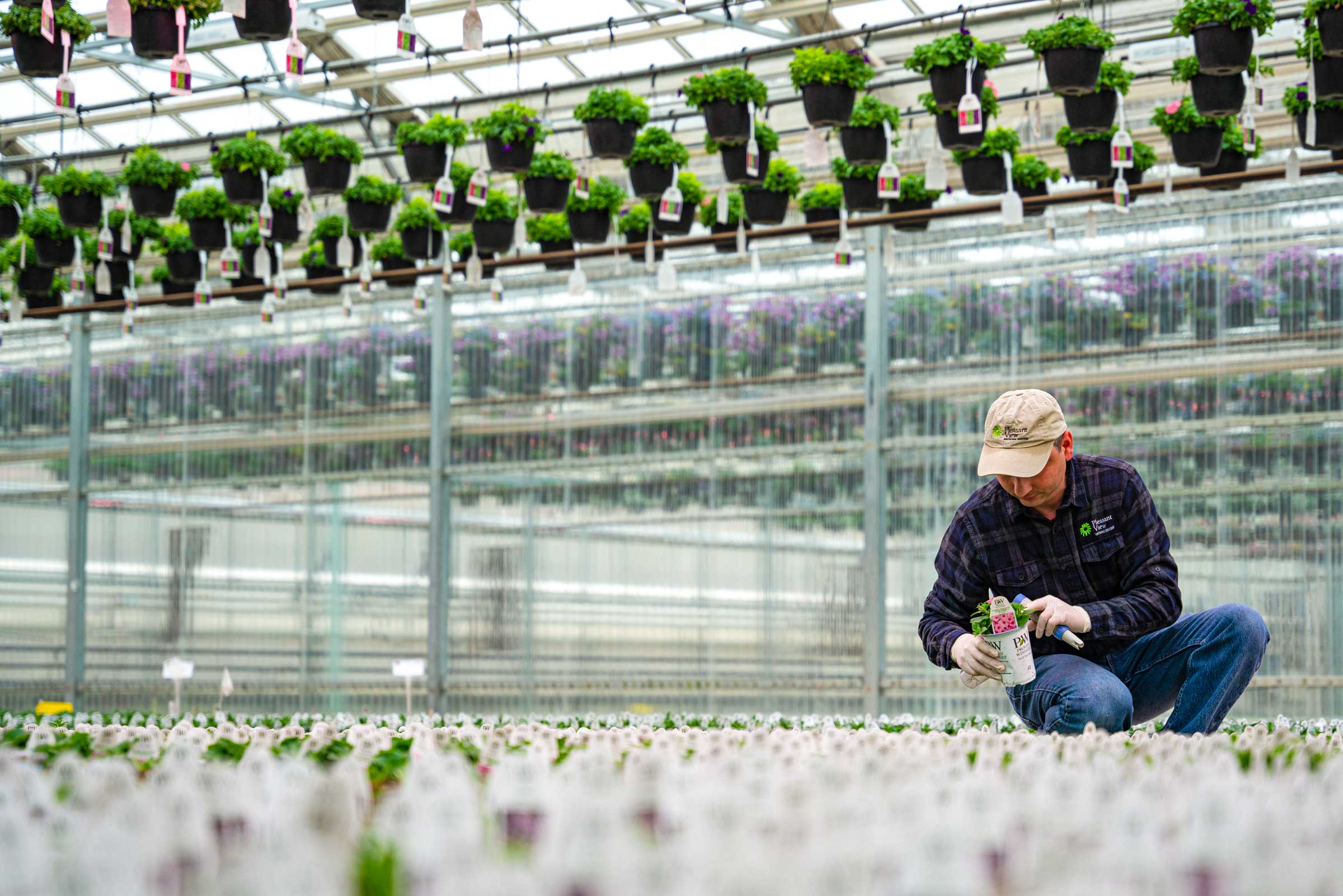 Prospiant: No.1 Trusted Commercial Greenhouse Company