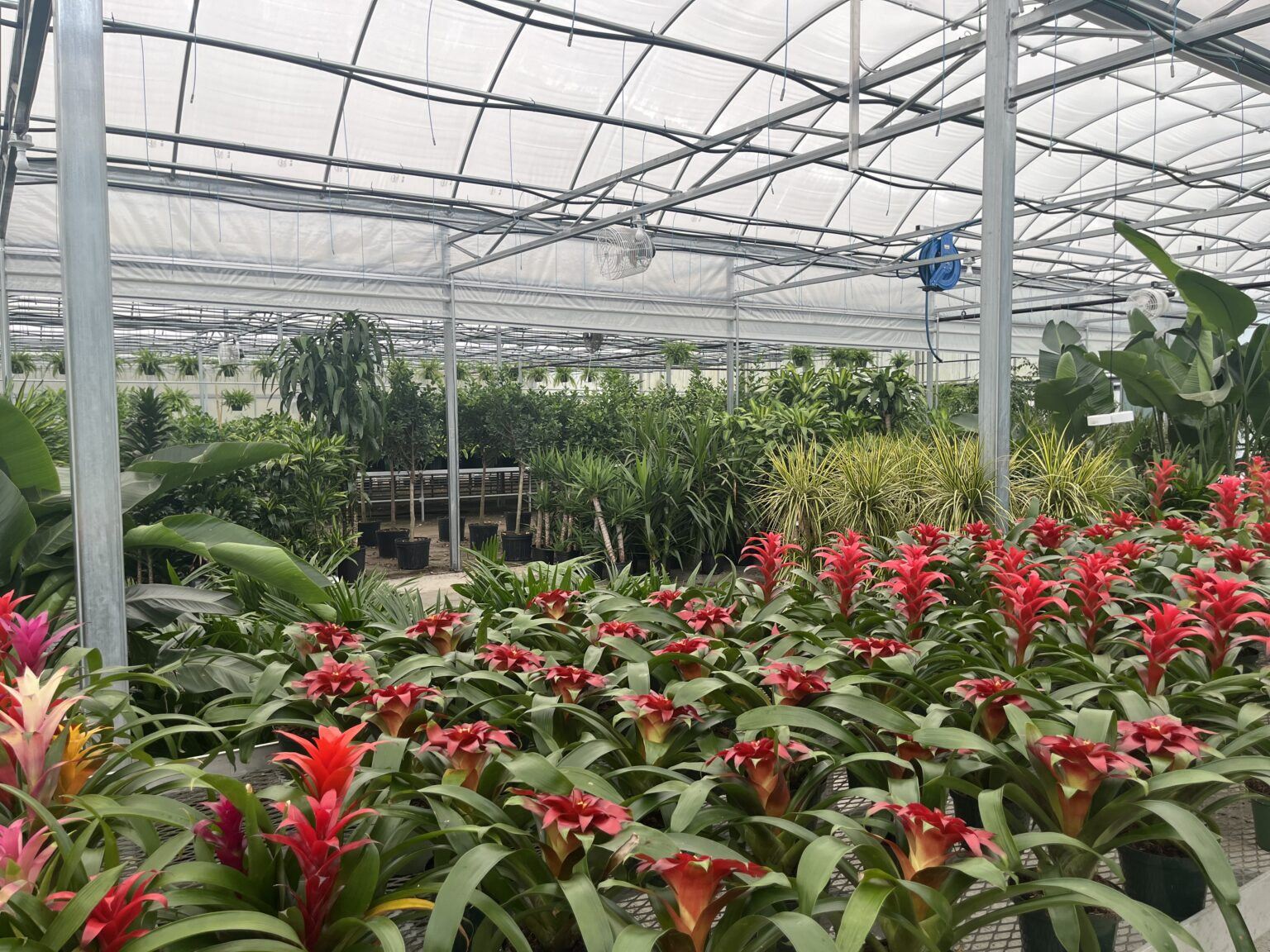 Tropical Foliage Plants - Prospiant