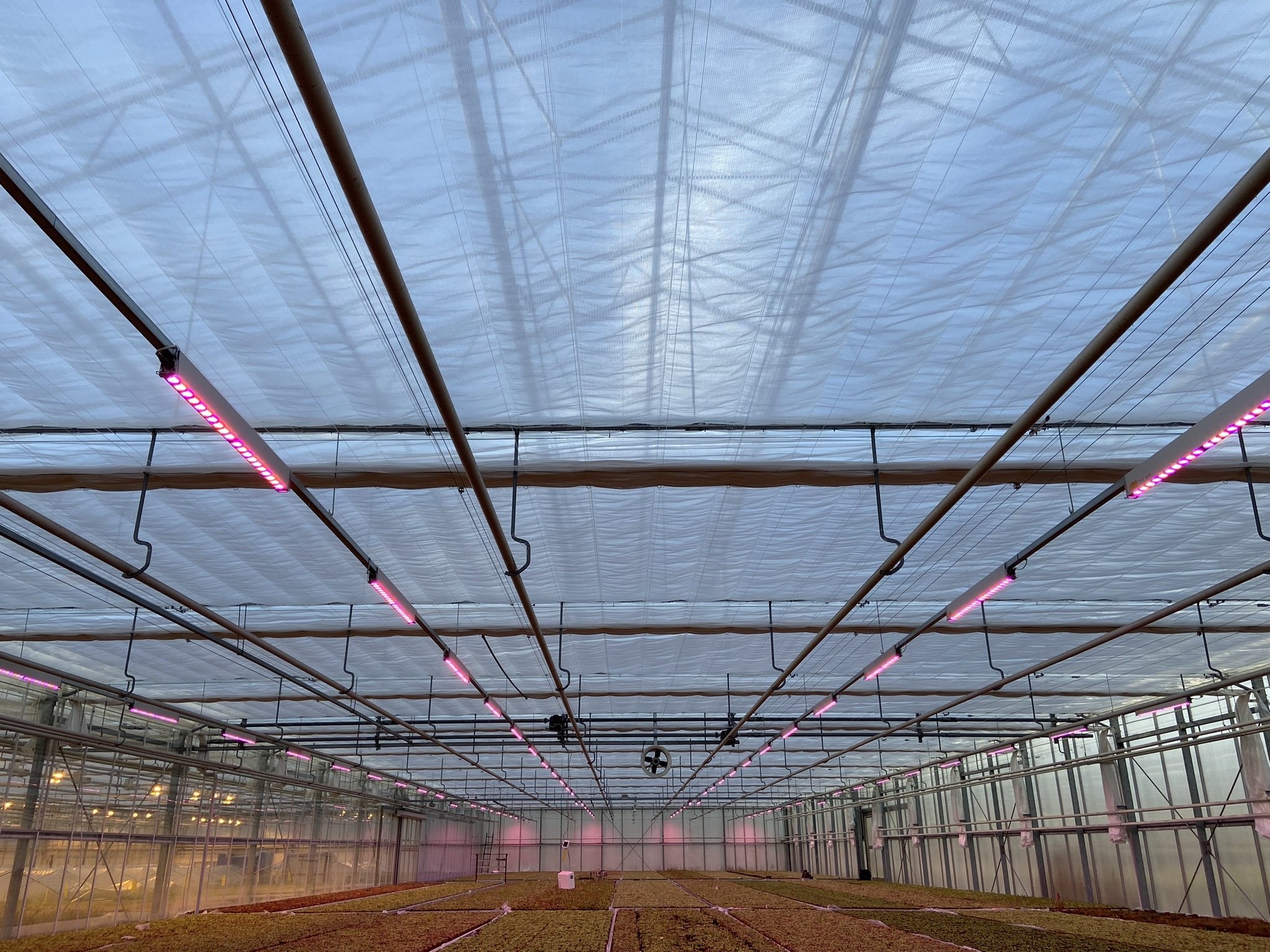 Cavity Screens: A Cost-Effective Way to Boost Greenhouse Efficiency and ...